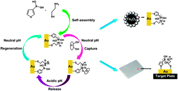 A self-assembled molecular team of boronic acids at the gold surface ...