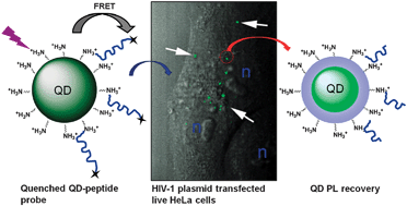 Fluorogenic assay and live cell imaging of HIV-1 protease activity ...
