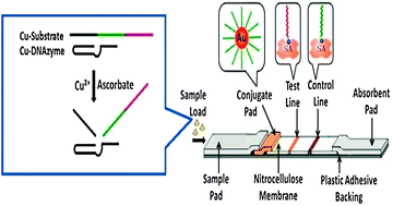 Lateral flow nucleic acid biosensor for Cu2+ detection in aqueous solution with high sensitivity ...