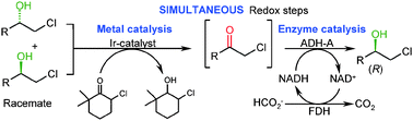 Simultaneous iridium catalysed oxidation and enzymatic reduction ...