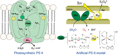 An artificial model of photosynthetic photosystem II: visible-light ...