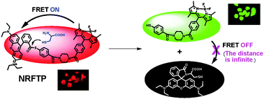 Construction of a FRET-based ratiometric fluorescent thiol probe ...