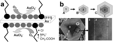 Facile synthesis of concave gold nanoplates in hexagonal liquid crystal ...