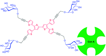 Carbohydrate-functionalized oligothiophenes for concanavalin A ...
