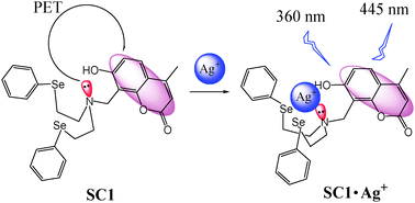 Highly sensitive and selective fluorescent chemosensor for Ag+ based on a coumarin–Se2N ...