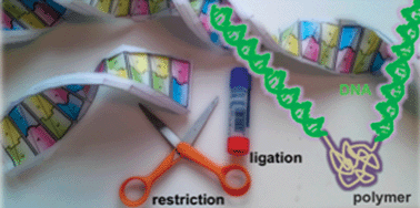 Synthesis of DNA block copolymers with extended nucleic acid segments ...