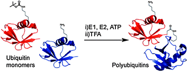 Controlled enzymatic synthesis of natural-linkage, defined-length ...