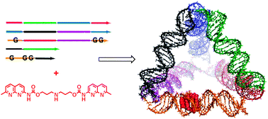 Ligand inducible assembly of a DNA tetrahedron - Chemical ...