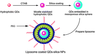 PEGylated liposome coated QDs/mesoporous silica core-shell ...