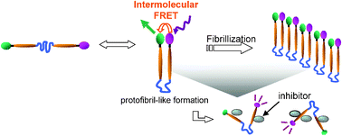 Evaluation of Aβ fibrillization inhibitory effect by a PEG–peptide ...