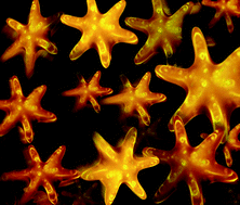 A VO-seeded approach for the growth of star-shaped VO2 and V2O5 ...