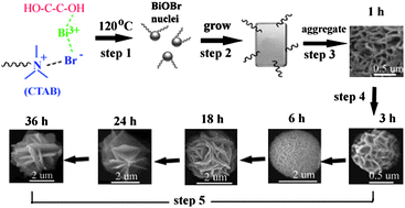 Stepwise blossoming of BiOBr nanoplate-assembled microflowers and their ...