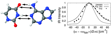 Geometric correlations and infrared spectrum of adenine–uracil hydrogen ...