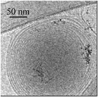 Multilamellar liposomes entrapping aminosilane-modified maghemite ...