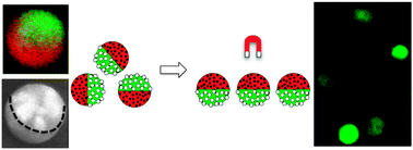 Anisotropic hybrid particles based on electrohydrodynamic co-jetting of ...