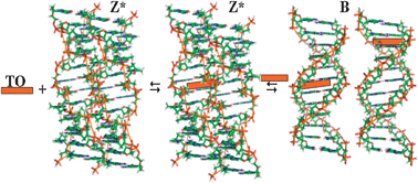 Left-handed DNA: intercalation of the cyanine thiazole orange and ...