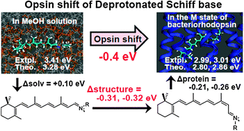 Theoretical study of the opsin shift of deprotonated retinal schiff ...