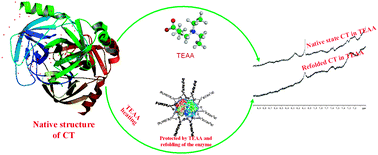 Activity and stability of α-chymotrypsin in biocompatible ionic liquids ...