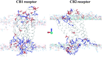 Dissimilar interaction of CB1/CB2 with lipid bilayers as revealed by ...