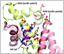 Structure and binding of the H4 histone tail and the effects of lysine 16 acetylation - Physical ...