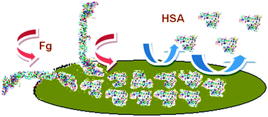 Competitive adsorption of macromolecules and real-time dynamics of ...