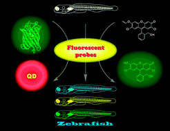 Zebrafish as a good vertebrate model for molecular imaging using ...