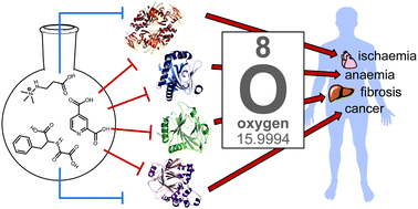 Inhibition of 2-oxoglutarate dependent oxygenases - Chemical Society ...