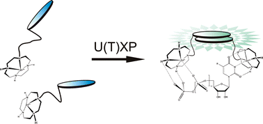 Zinc-cyclen coordination to UTP, TTP or pyrophosphate induces pyrene ...