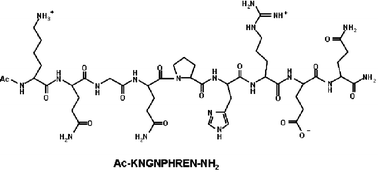 Copper(ii) complex formation with a linear peptide encompassing the ...