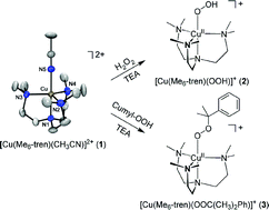 Spectroscopic and computational characterization of CuII–OOR (R = H or ...
