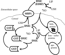 Nitrosyl iron complexes—synthesis, structure and biology - Dalton ...