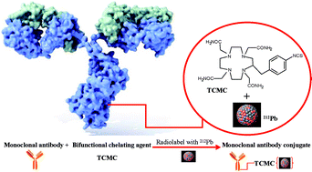 Towards translation of 212Pb as a clinical therapeutic; getting the ...