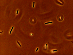 Biological formation of caproate and caprylate from acetate: fuel and ...