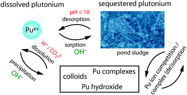 Plutonium behaviour in nuclear fuel storage pond effluents - Energy ...
