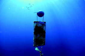 A large scale survey of trace metal levels in coastal waters of the ...