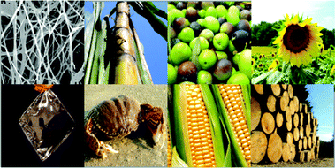 The irruption of polymers from renewable resources on the scene of ...