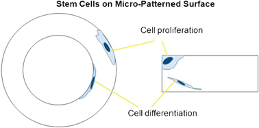 Geometric control of human stem cell morphology and differentiation ...