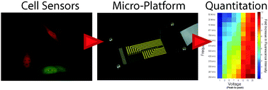 Cell-based sensors for quantifying the physiological impact of ...