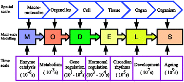 Multi-scale modelling and simulation in systems biology - Integrative Biology (RSC Publishing)