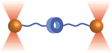 Deciphering the structure of DNA toroids - Integrative Biology (RSC ...