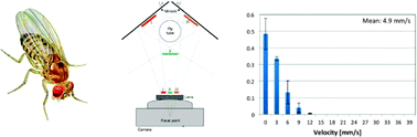 The iFly tracking system for an automated locomotor and behavioural ...