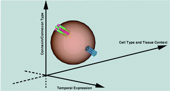 Connexins and the gap in context - Integrative Biology (RSC Publishing)