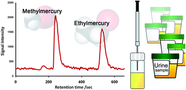 Rapid speciation of methylated and ethylated mercury in urine using ...