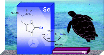 Speciation and identification of low molecular weight selenium ...