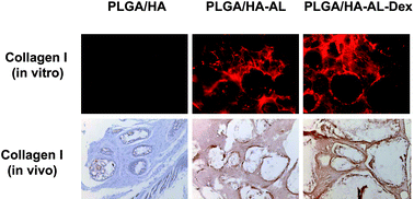In vivo and in vitro osteogenesis of stem cells induced by controlled ...