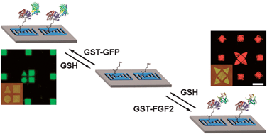 Glutathione S-transferase as a general and reversible tag for surface ...