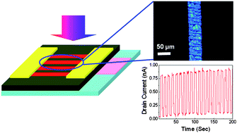 Solution processed, aligned arrays of TCNQ micro crystals for low ...