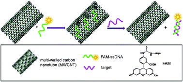 Multi-walled carbon nanotubes as an effective fluorescent sensing ...