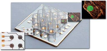 Real-time monitoring of relaxation and contractility of smooth muscle ...