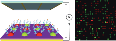 Multiplexed protein detection using antibody-conjugated microbead ...